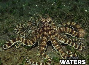 Fish That Camouflage: 10 Mesmerizing Masters Of Disguise