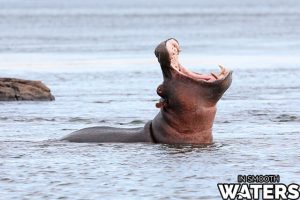 Strongest Bite Force In The Ocean: 12 Madly Strong Animals