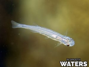 The Top 10 Most Dangerous Freshwater Fish You Need To Avoid | ISM