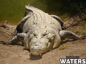 Strongest Bite Force In The Ocean: 12 Madly Strong Animals