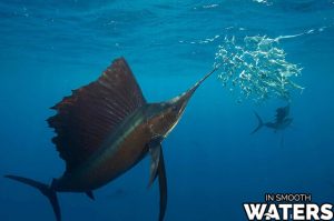 The Top 10 Quickest Fish | ISM