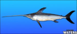 The Top 10 Quickest Fish | ISM