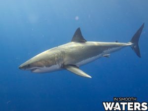 Strongest Bite Force In The Ocean: 12 Madly Strong Animals