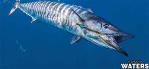 The Top 10 Quickest Fish | ISM