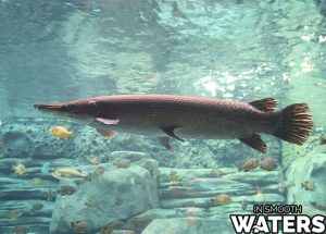 The Top 10 Most Dangerous Freshwater Fish You Need To Avoid | ISM