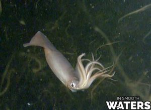 Strongest Bite Force In The Ocean: 12 Madly Strong Animals