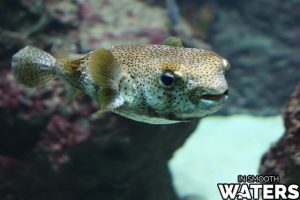 The 10 Most Dangerous Fish In The Sea: Oceans Predators