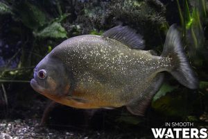 Strongest Bite Force In The Ocean: 12 Madly Strong Animals