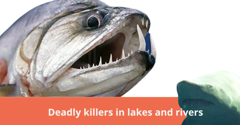 The 10 Most Dangerous Fish In The Sea: Oceans Predators