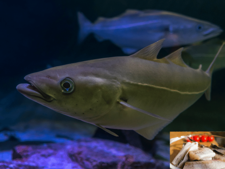 10 Most Overfished Fish (shocking Truth By New Report) | ISM