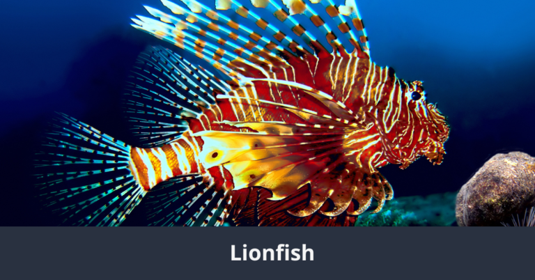 The 10 Most Beautiful Fish In The World | ISM