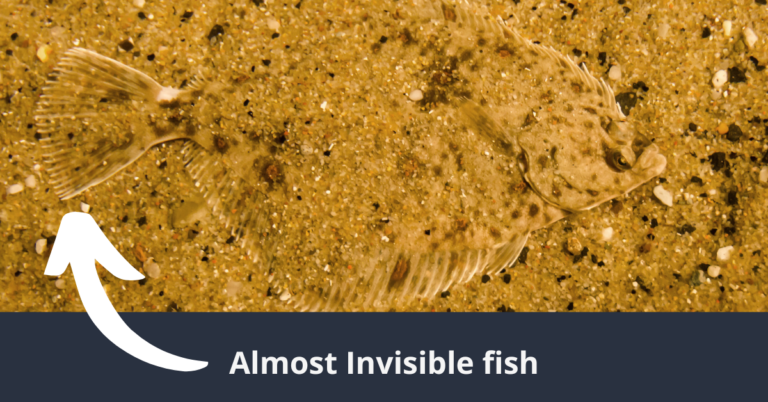 Fish That Camouflage: 10 Mesmerizing Masters Of Disguise