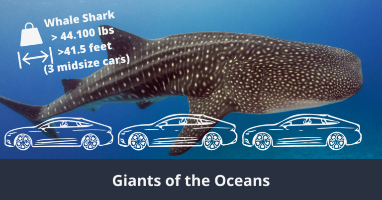 Top 10: The Longest Living Fish Are Crazy 400 Years+ Old | ISM