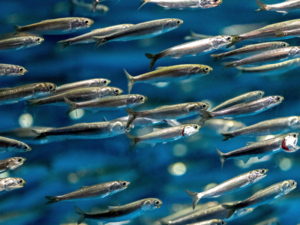 Top 10 Most Common Fish In The Sea You Never Heard Of | ISM