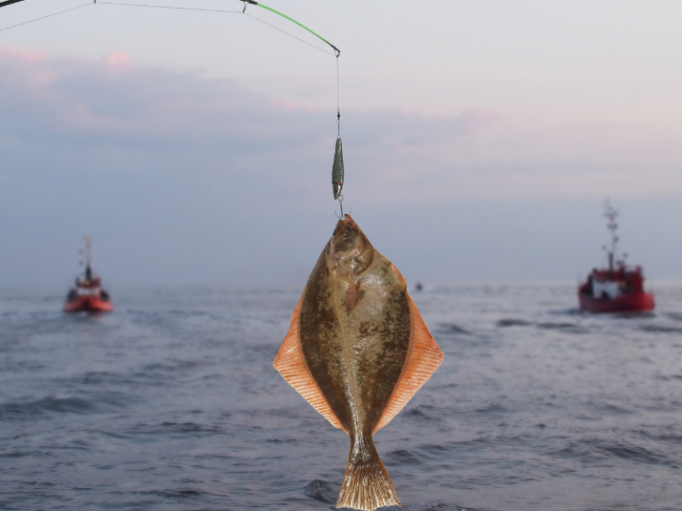 Top 10 Most Common Fish In The Sea You Never Heard Of | ISM