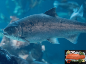 10 Most Overfished Fish (shocking Truth By New Report) | ISM