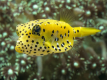 Top 10: Most Poisonous And Venomous Fish In The World | ISM