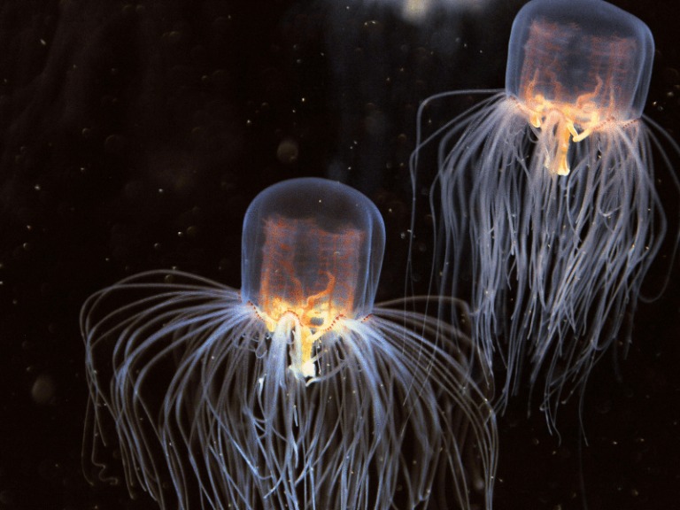 Top 10: Most Poisonous And Venomous Fish In The World | ISM