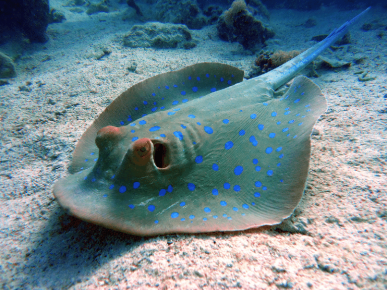 Top 10: Most Poisonous And Venomous Fish In The World | ISM