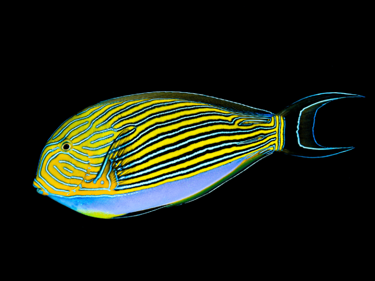 Top 10: Los peces más venenosos del mundo | ISM