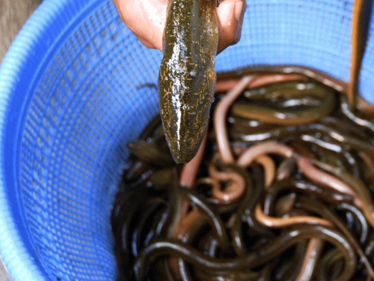 Top 10 Most Ugly Fish You Never Knew Existed | ISM