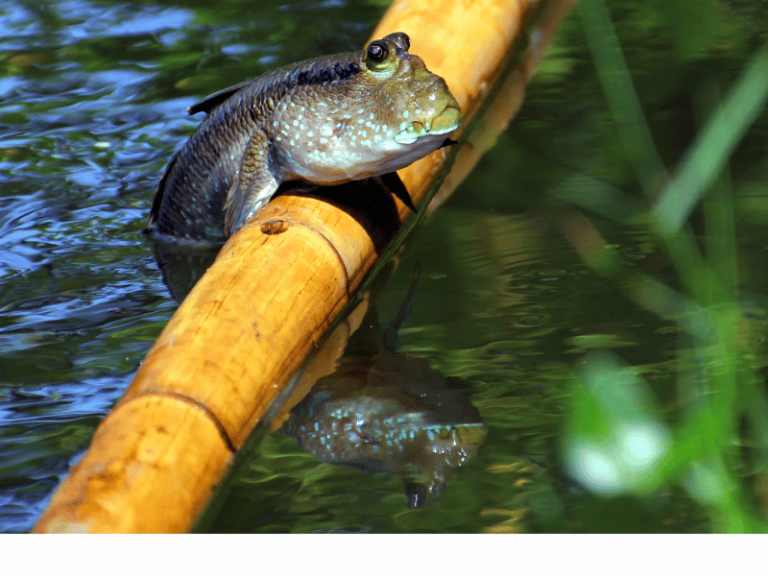Top 10 Most Ugly Fish You Never Knew Existed | ISM