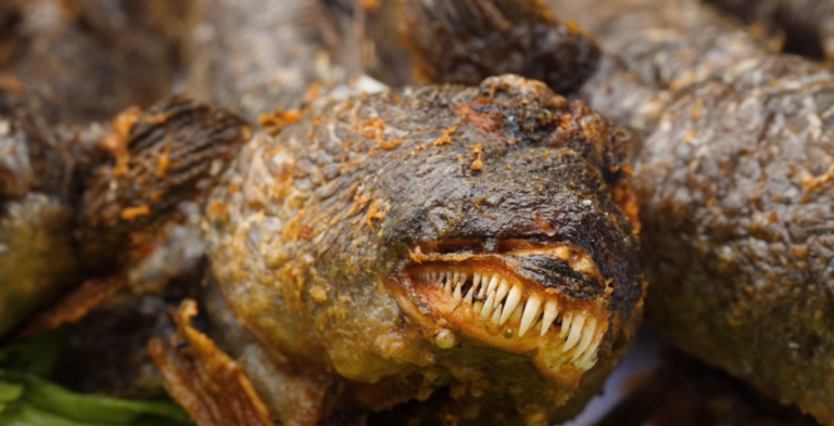 Top 10 Most Ugly Fish You Never Knew Existed | ISM