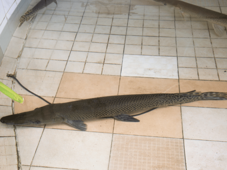 Best Tasting Freshwater Fish: 10 Mouthwatering Delights