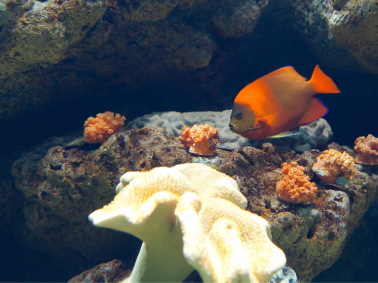 The 10 Most Expensive Aquarium Fish | ISM