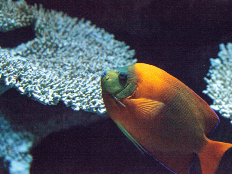 The 10 Most Expensive Aquarium Fish | ISM