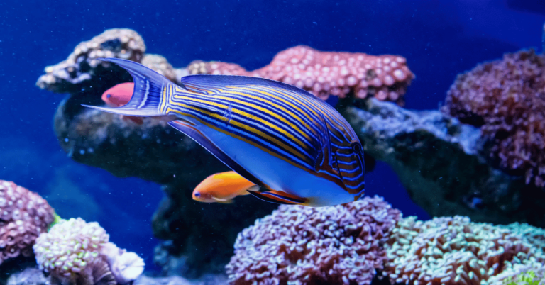 The 10 Most Colorful Saltwater Fish | ISM