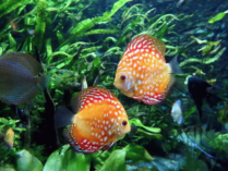 The 10 Most Expensive Aquarium Fish | ISM