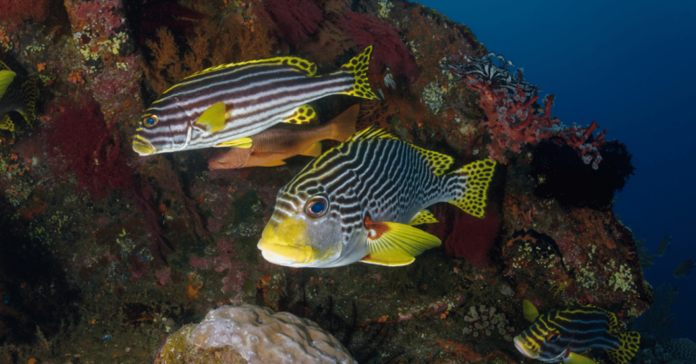 The 10 Most Colorful Saltwater Fish | ISM
