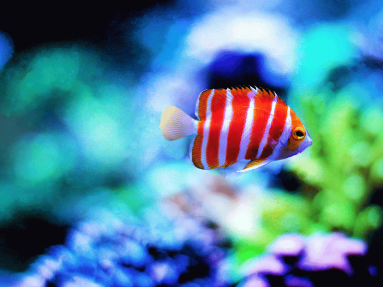 The 10 Most Expensive Aquarium Fish | ISM