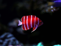 The 10 Most Expensive Aquarium Fish | ISM