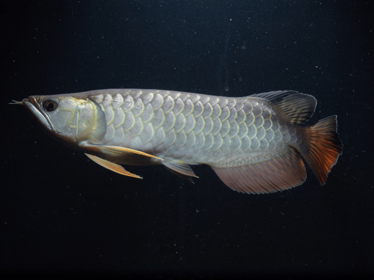 The 10 Most Expensive Aquarium Fish | ISM