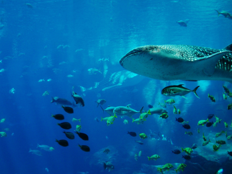 Biggest Fish In The Ocean List: 10 Astounding (and Unknown?) Creatures