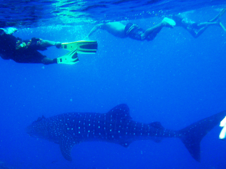 Lista de los peces más grandes del océano: 10 criaturas asombrosas (¿y ...