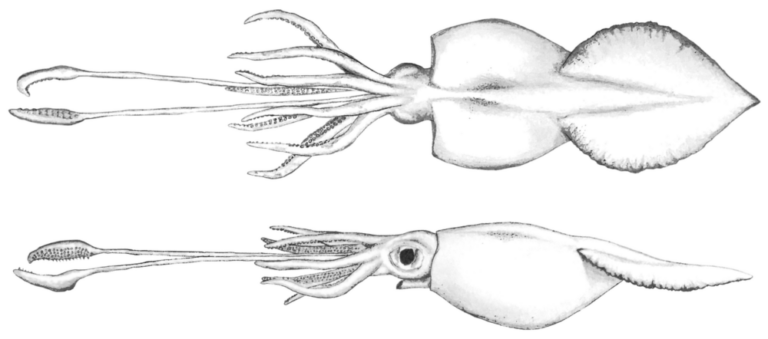 Strongest Bite Force In The Ocean: 12 Madly Strong Animals