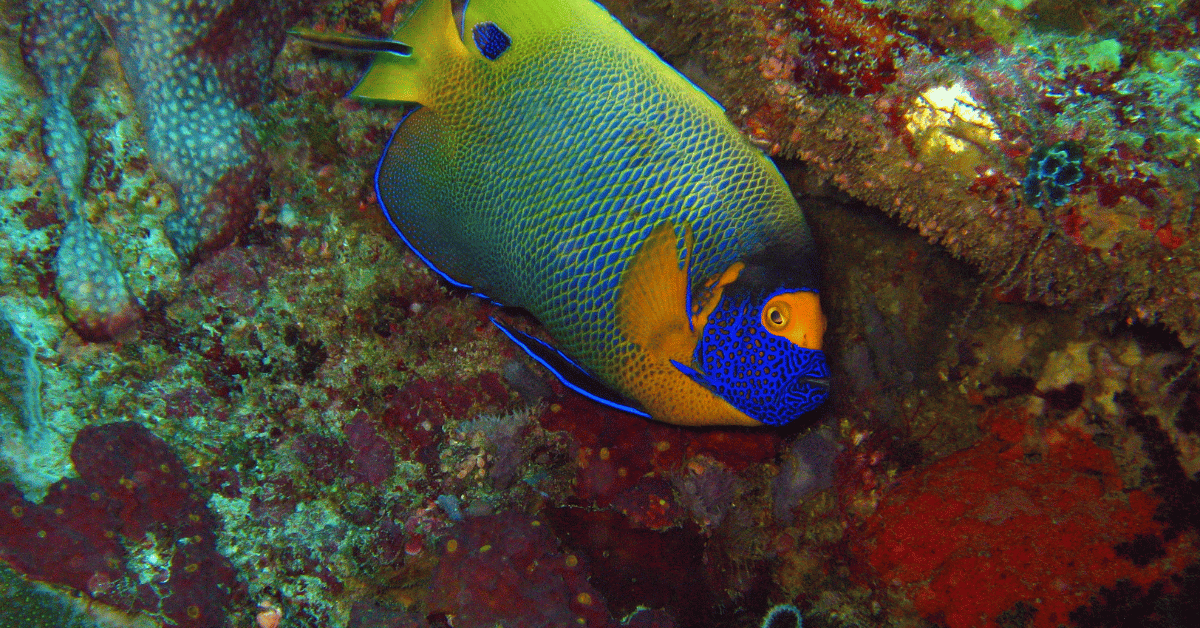 The 10 Most Colorful Saltwater Fish | ISM