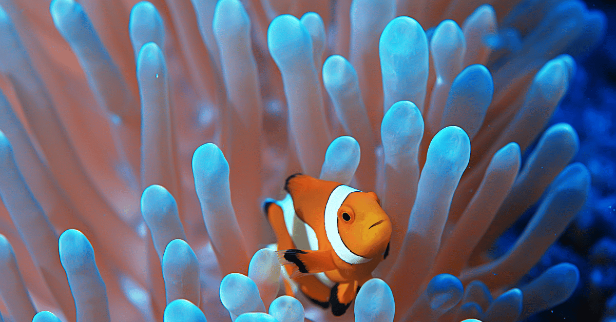 The 10 Most Colorful Saltwater Fish | ISM
