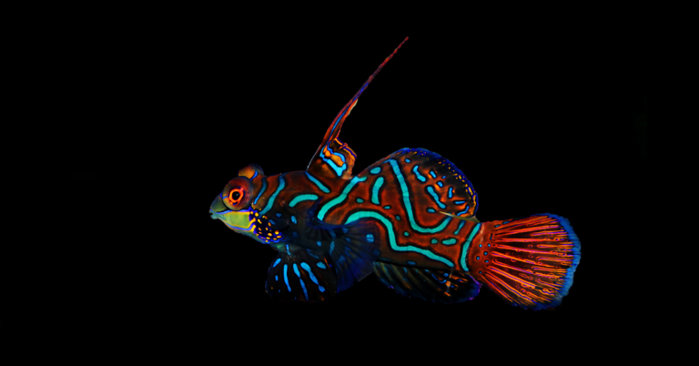 The 10 Most Colorful Saltwater Fish | ISM