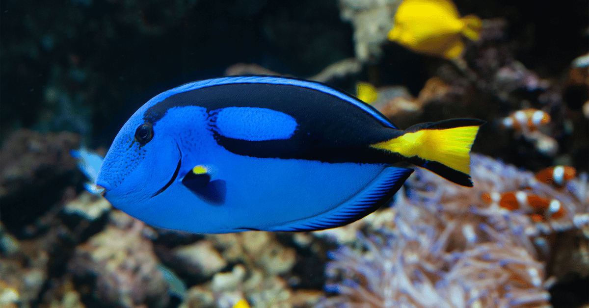 The 10 Most Colorful Saltwater Fish | ISM